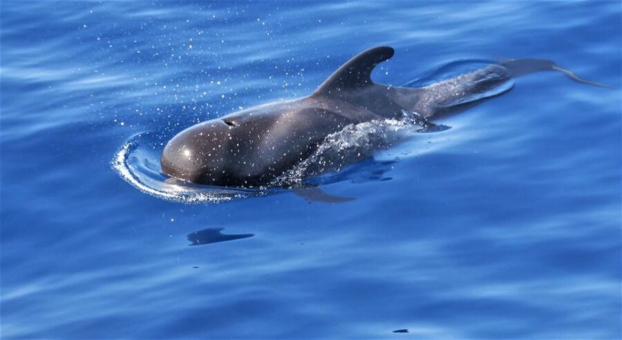Tenerife: Los Gigantes Whale Watching Cruise by Sail Boat - Why This Tour Stands Out