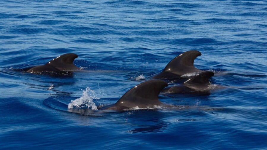 Tenerife: Ocean Pack Jet Ski and Yacht Whale Watching - Analyzing the Value