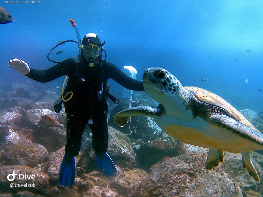 Tenerife: Puerto Colon Discover Scuba Diving Trip - The Marine Environment and What You Might See