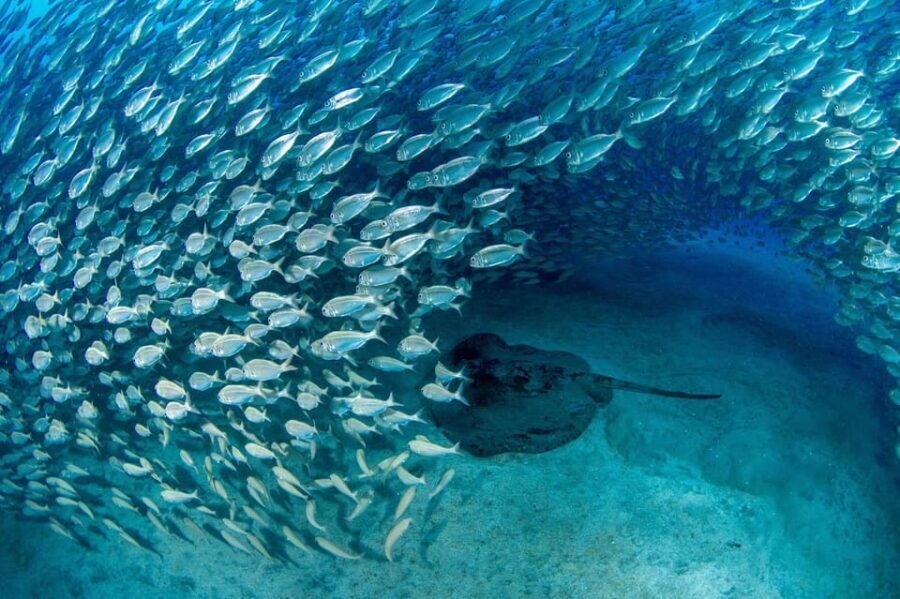 Tenerife: Scuba Diving Experience for Every Level - Authentic Experiences and Real Reviews