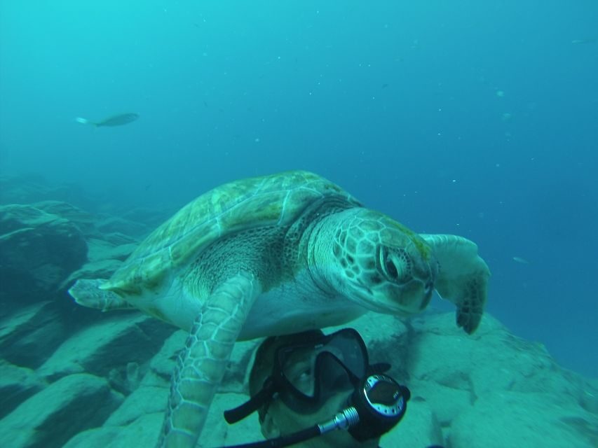 Tenerife: Scuba Diving for Certified Divers in Tenerife - The Sum Up: Who Will Love This Experience?