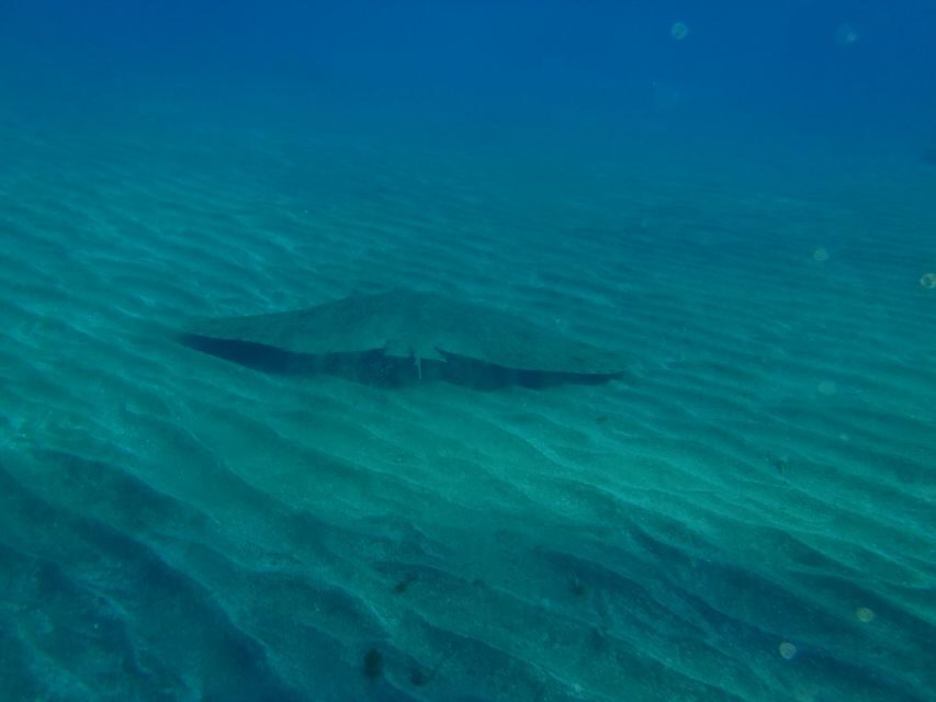 Tenerife Scuba Diving for Certified Divers - The Itinerary and Logistics