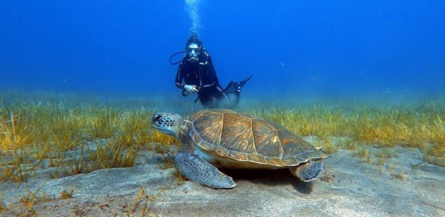 Tenerife: Scuba Diving Lesson and Abades Protected Area Dive - The Practicalities: What You Need to Know