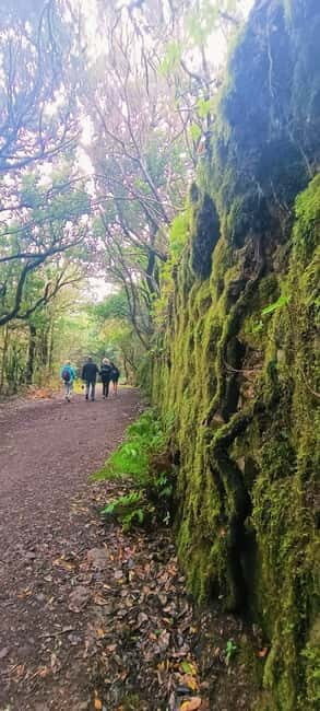 Tenerife: Senderismo Anaga, Bosque Mágico, Reserva Biosfera - What to Expect From the Tour