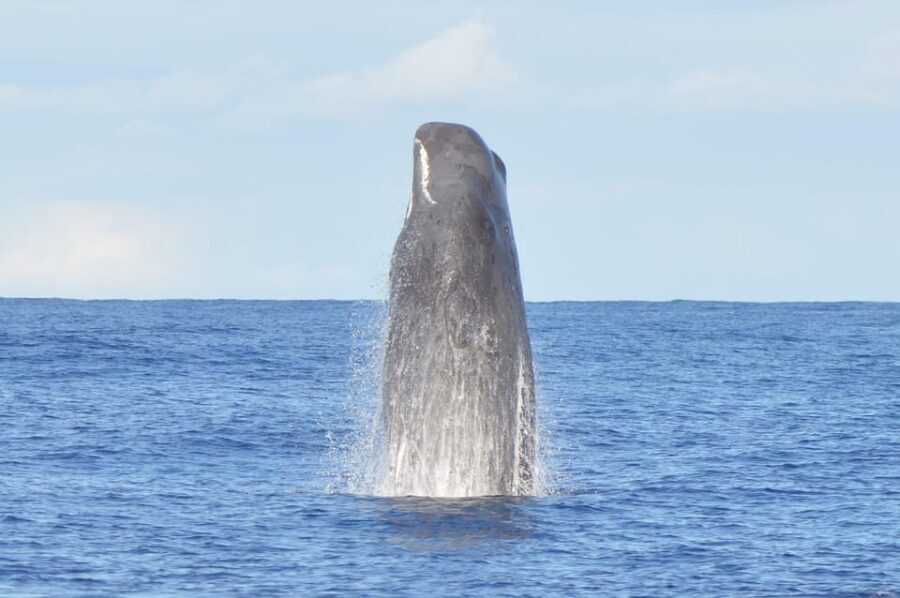 Tenerife: Whale and Dolphin Watching Boat Tour - A Practical Look at the Tour