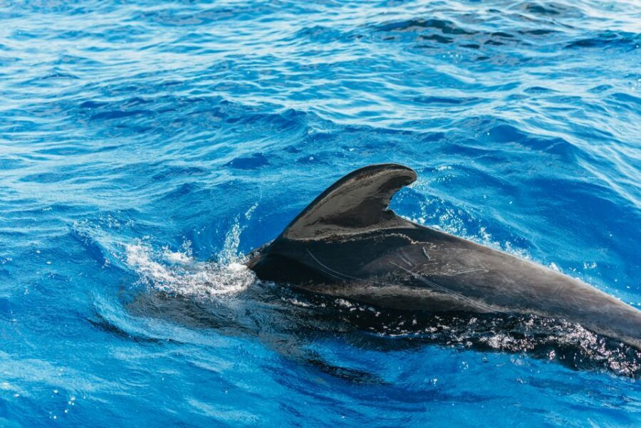 Tenerife: Whale & Dolphin Watching with Drinks and Snacks - Who Will Enjoy This Tour?