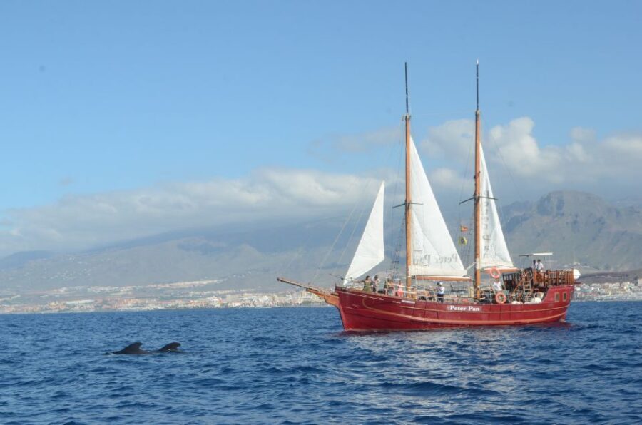 Tenerife:Respectful Whale Watching, Pirate Ship, & Swim - Itinerary Breakdown: What You Can Expect