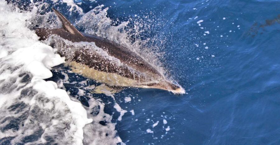 Terceira: Boat Tour and Swimming with Dolphins - What to Expect: The Details