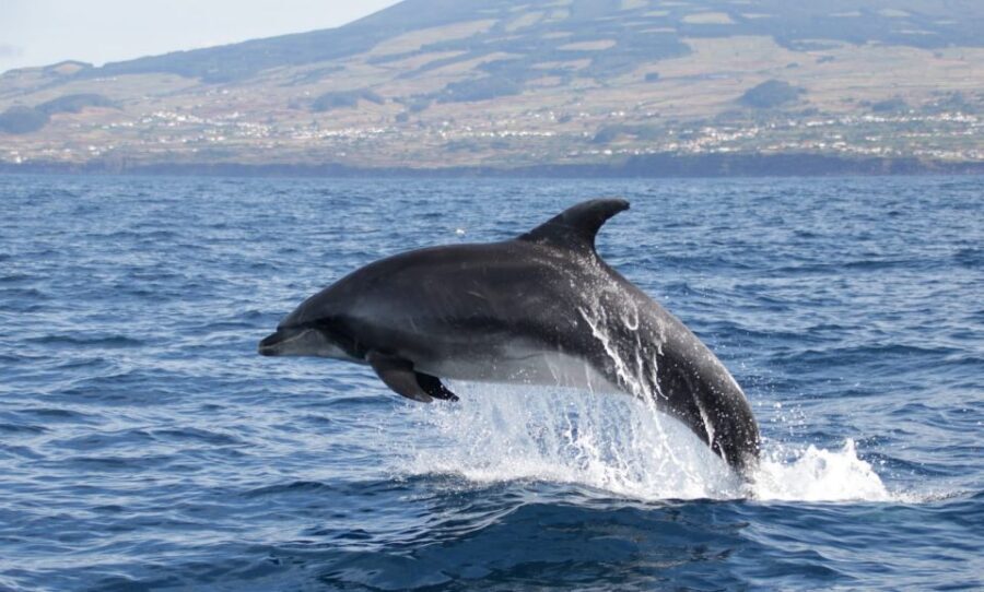Terceira: Half-Day Dolphin and Whale Watching Tour - Analyzing the Value
