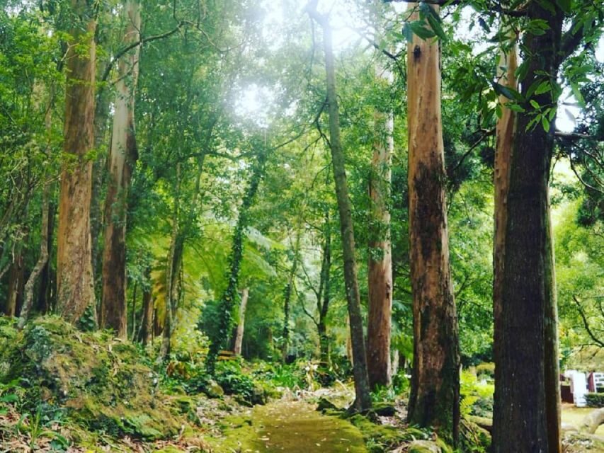 Terceira Island : Half-Day Van Tour on the West Coast - What You’ll Experience