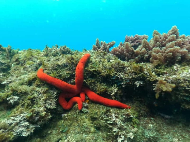 Terceira Island: Snorkeling Adventure - The Value of the Experience