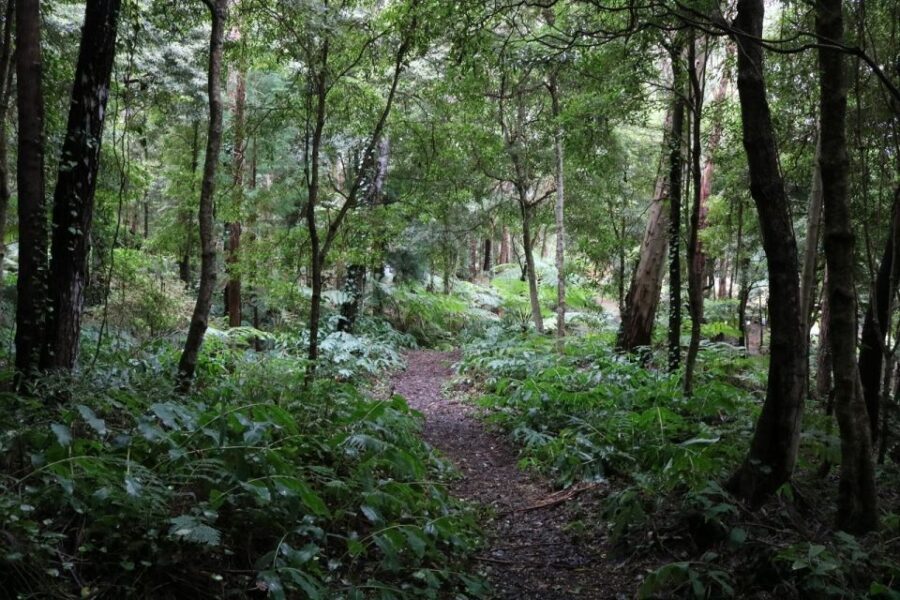 Terceira Island: Walking Trails Hiking Tour - Why This Tour Makes Sense for You