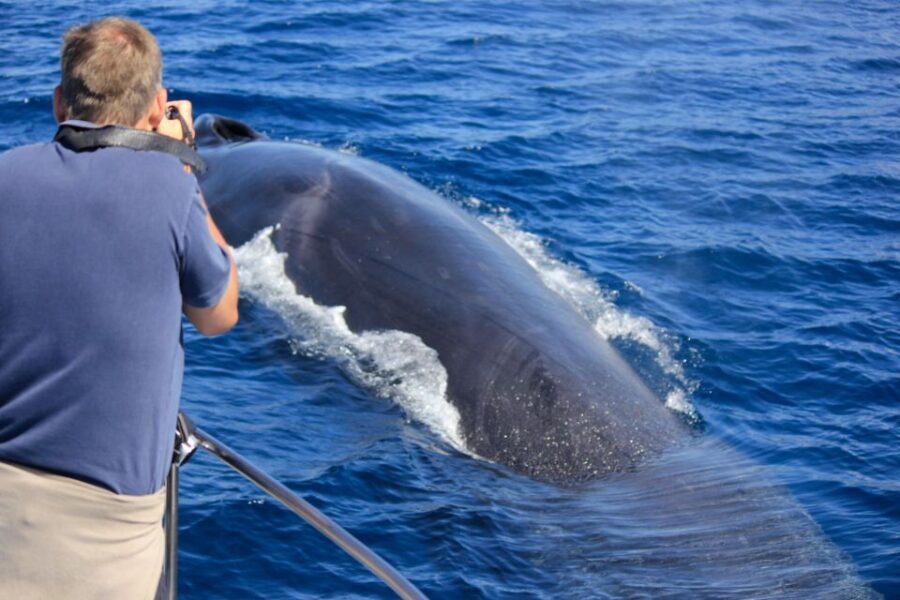 Terceira Island : Whale and Dolphin Watching boat excursion - Why This Tour Works for You