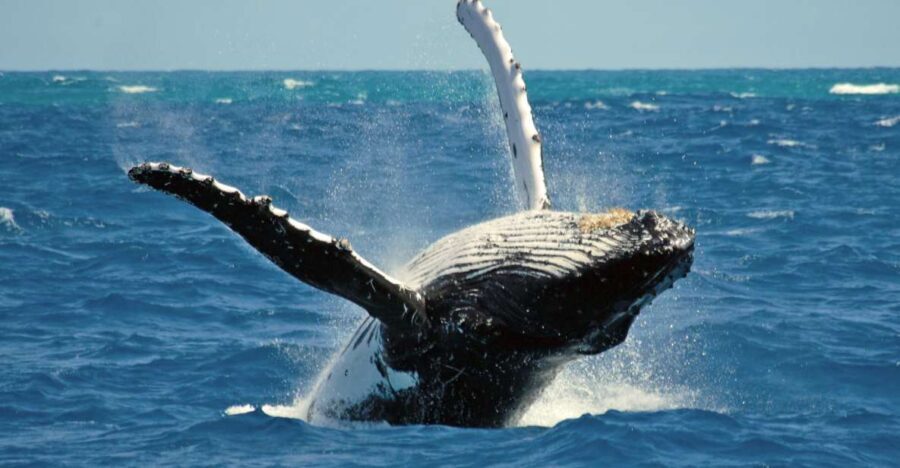 Terceira Island Whale Watching and Jeep Tour - The Value of the Tour