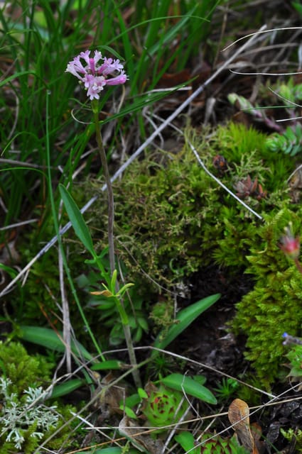THE BOTANICAL GARDENS OF AOSTA VALLEY - Key Points