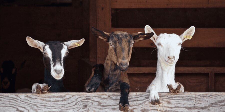The cheeses and goats of the Roero. - The cheese-making experience and rural kitchen magic