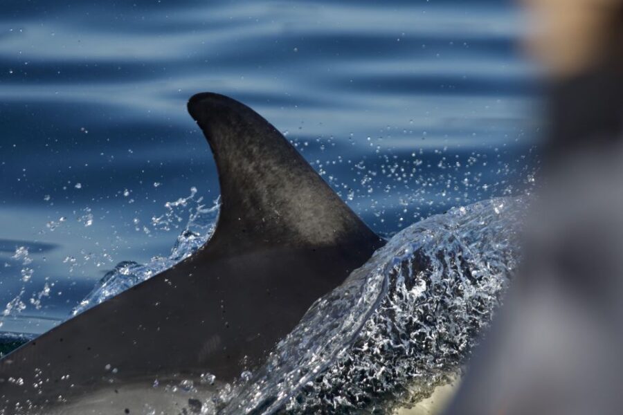 The North Coast Boat Trip Experience - What to Expect on This Coastline Adventure