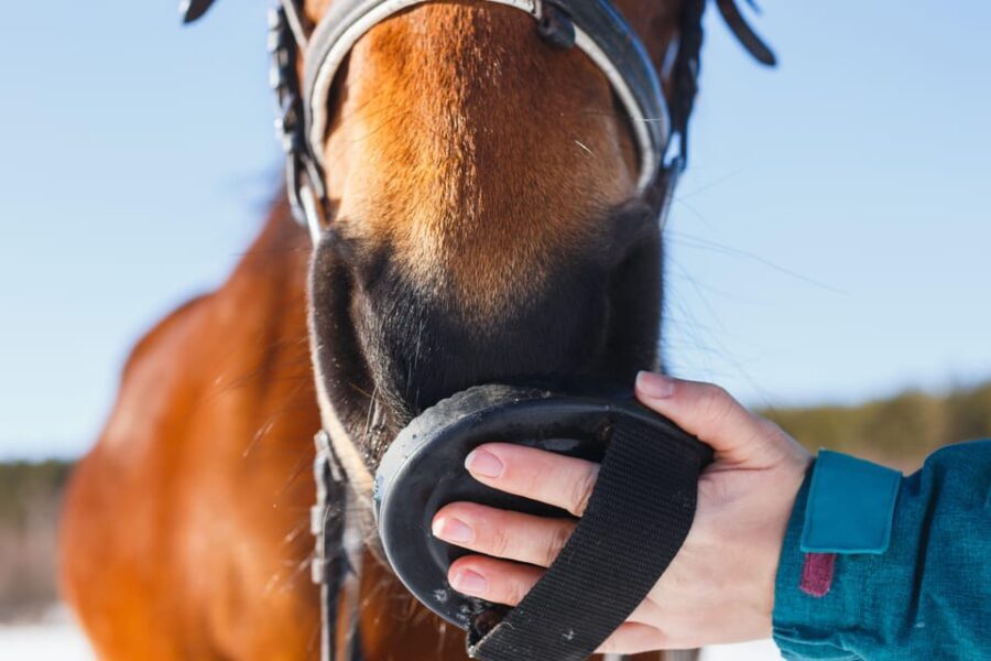 Torremolinos: Guided tour to stables of El Ranchito - The Experience’s Highlights and Limitations