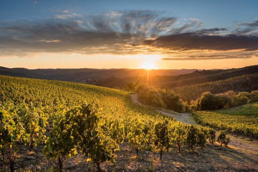 Total Immersion Wine Tour in Chianti - The Experience’s Value and Practical Details