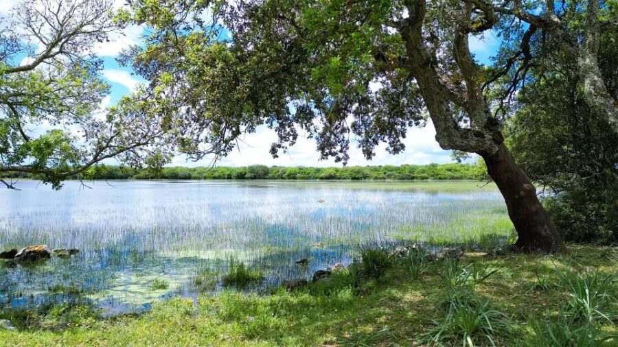 Tour Nature & Wildlife from Cagliari - Cork Forests, Olive Trees, and Aromatic Scents