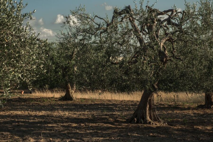 Tour tra i Templi dell'Olio e gli Olivi Patriarchi - The Practical Aspects
