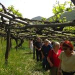 Tramonti: Tenuta San Francesco Wine Tasting - What You Will Experience During the Tour