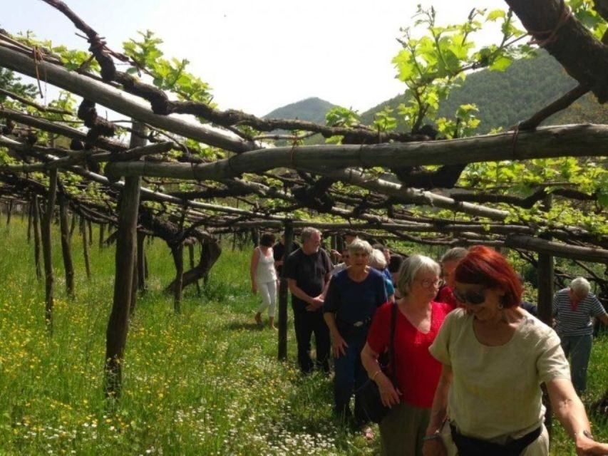 Tramonti: Tenuta San Francesco Wine Tasting - What You Will Experience During the Tour