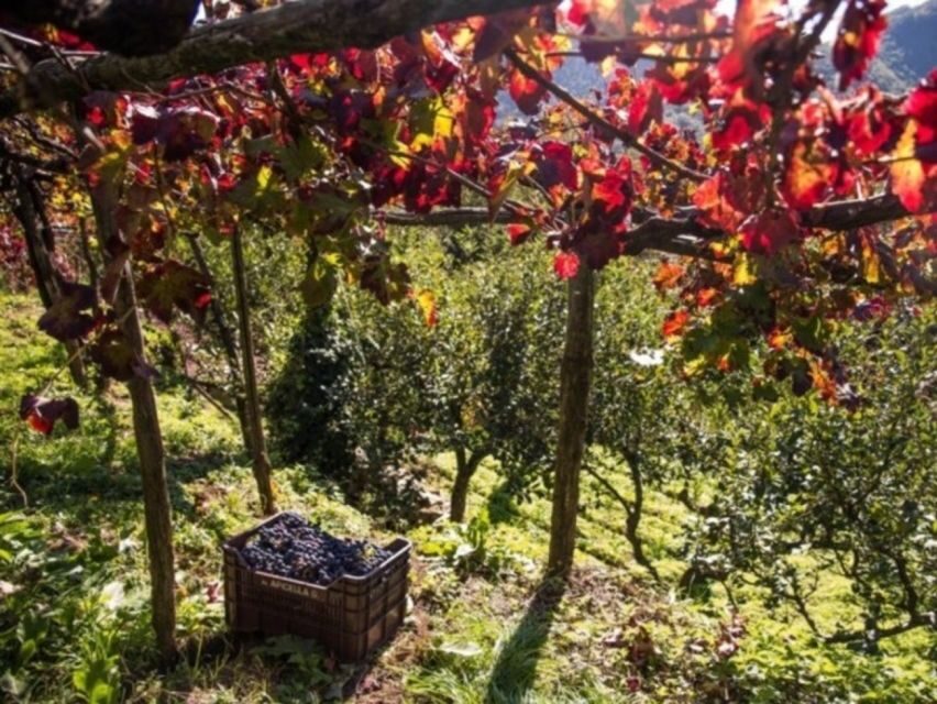 Tramonti: Vineyard & Winery Tour with Tasting & Appetizers - Whats Included and Practical Details