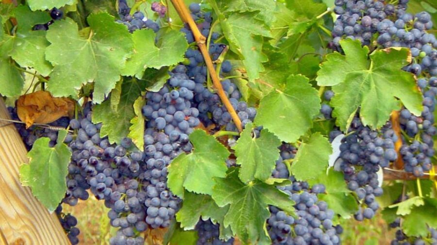 Trani Wine Tours: Flavors of Puglia - The Setting and Atmosphere
