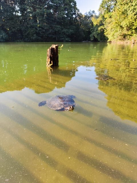Trekking in the Wood with picnic on the turtles lake - A Deep Dive into the Experience