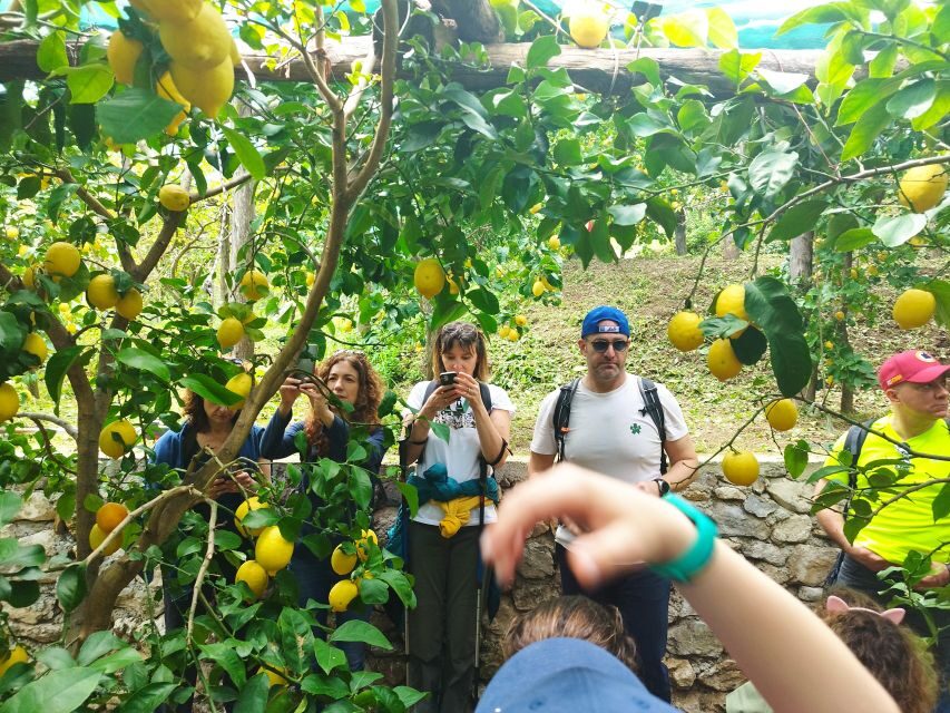 Trekking Lemon Tour - The Full Scoop: What to Expect on the Trekking Lemon Tour