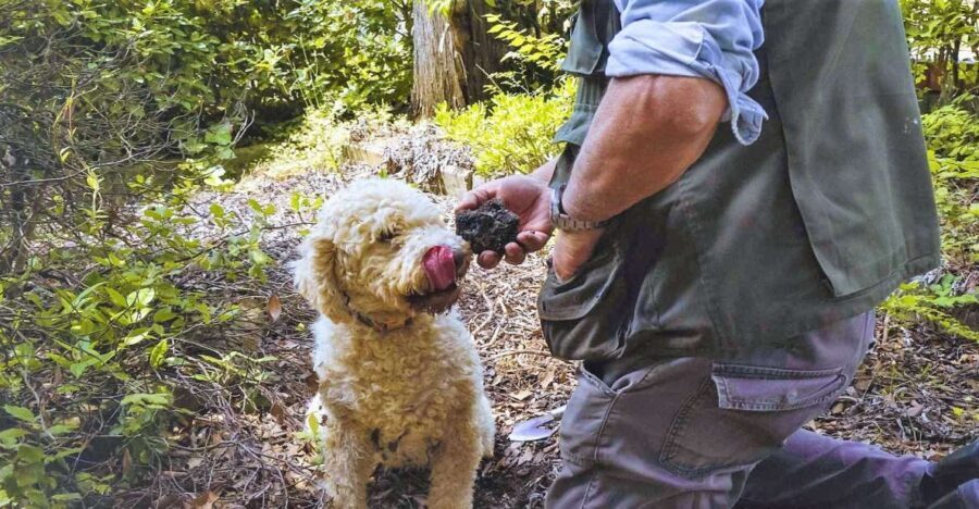 Trequanda: Tuscan Truffle Hunting Experience with Lunch - Who Will Love This Experience?