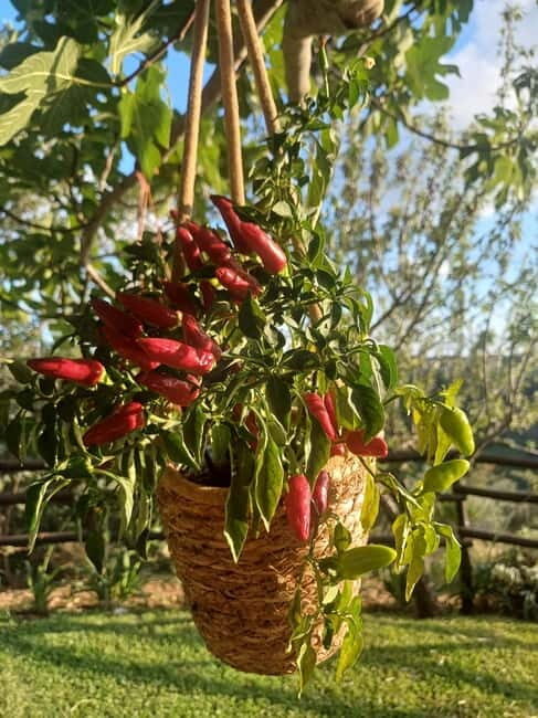 Tropea: Calabrian Cooking Class with Lunch - A Practical Look at the Calabrian Cooking Class