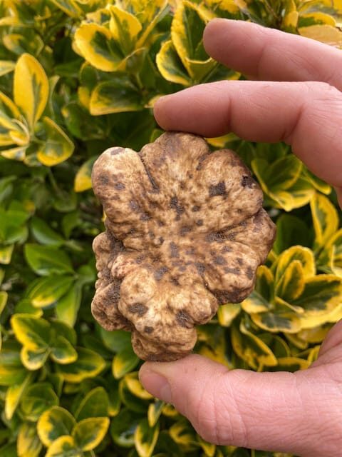 Truffle Experience - The Value of This Truffle Tour