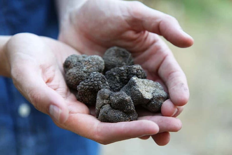 Truffle Hunting in Provence - The Value of the Experience