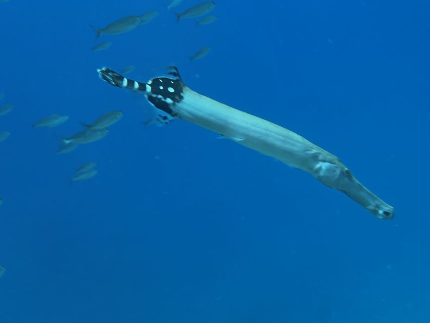Try diving for the first time in turtle area - The Itinerary in Detail
