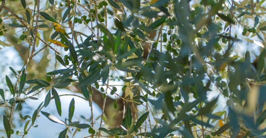 Tuscany: Leonardo da Vinci  Oil and Wine Discovery Tour - Tasting Tuscany: Olive Oil and Wine in Authentic Settings