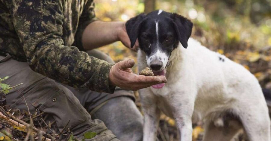 Tuscany: Truffle Hunting and Meal at a Winery - The Truffle Hunt: A Closer Look