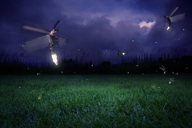 Twinkling Kuala Selangor Firefly Boat Tour from Kuala Lumpur - Key Points