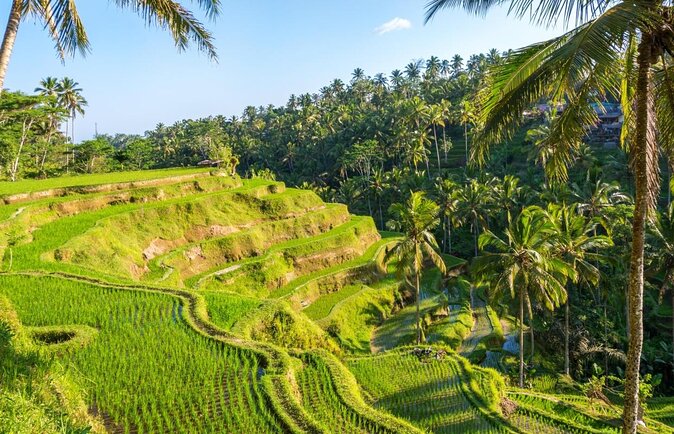 Ubud Cultural and Educational Downhill Cycling Tour - Key Points