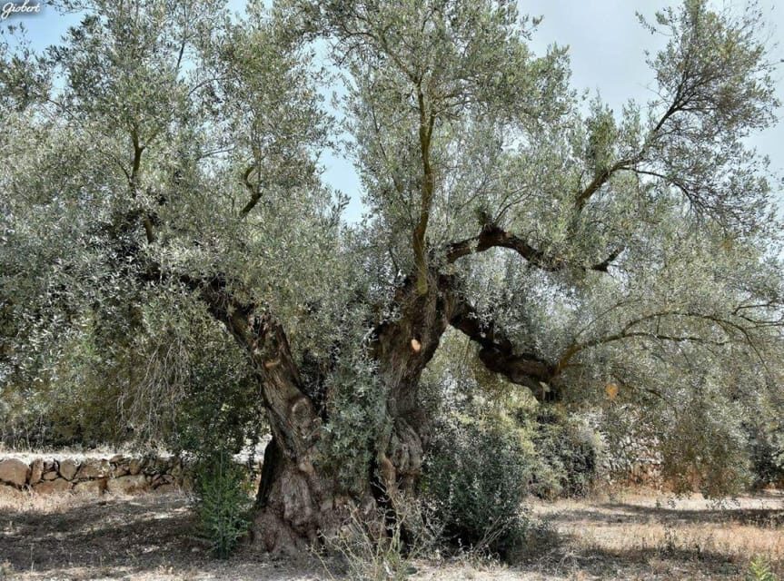 Ulldecona: Cultural Ulldecona Tour - What Travelers Can Expect