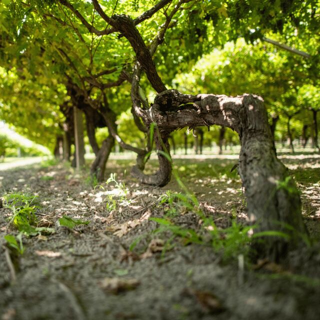 Valdadige: Roeno Guided Tour and Wine tasting - A Closer Look at the Tour Experience