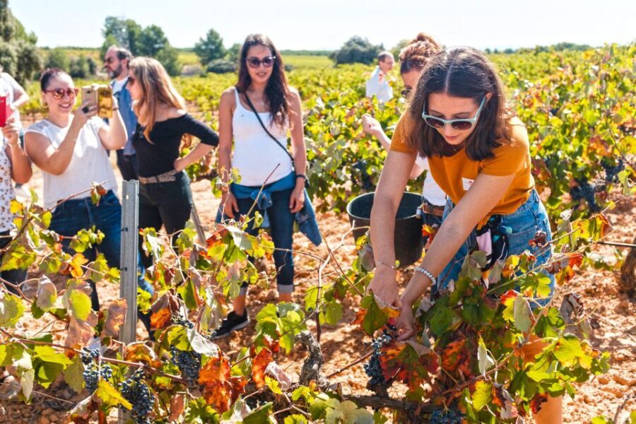 Valencia: Winery Visit with Vineyard Tour & Wine Tasting - Final Thoughts: Who Is This Tour Perfect For?