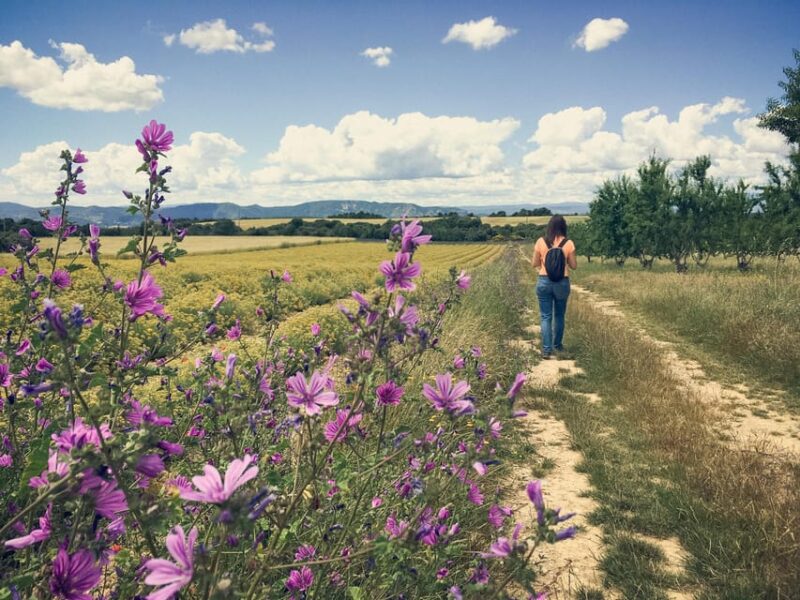 Valensole : Visit of a winery and lavender farm - Key Points