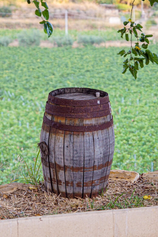 Valle delle Ferle: Wine Tasting & brunch in Caltagirone - Additional Practical Information