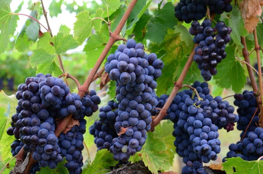 Valpolicella: 1.5-Hour Guided Winery Tour with Wine Tasting - The Value of the Experience