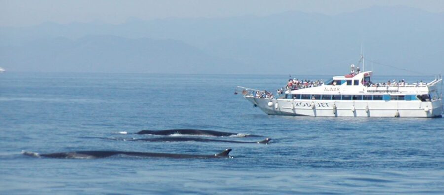Varazze: Pelagos Sanctuary Guided Cetacean Watching Tour - The Real Value of This Tour