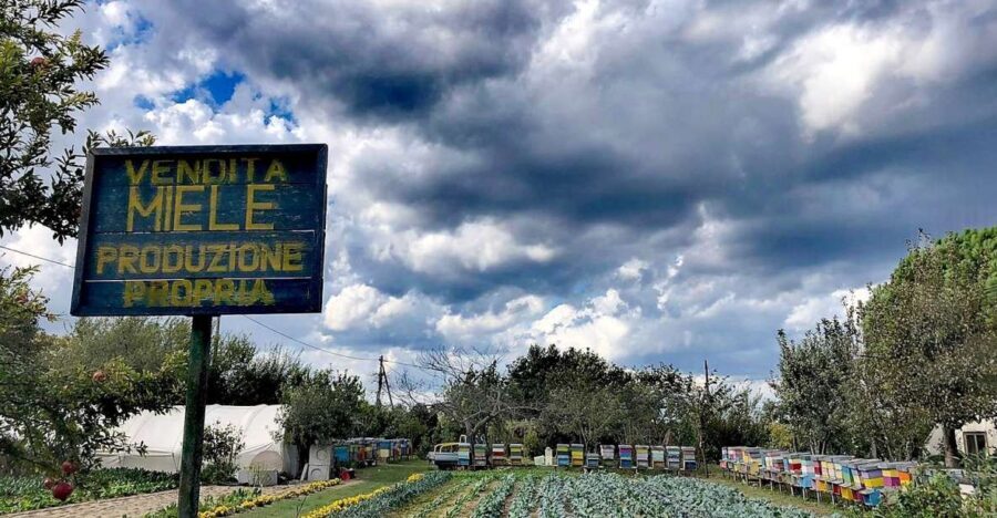 Venice: Bike Tour Honey & artichockes on SantErasmo Island - What’s Included & What You Should Know