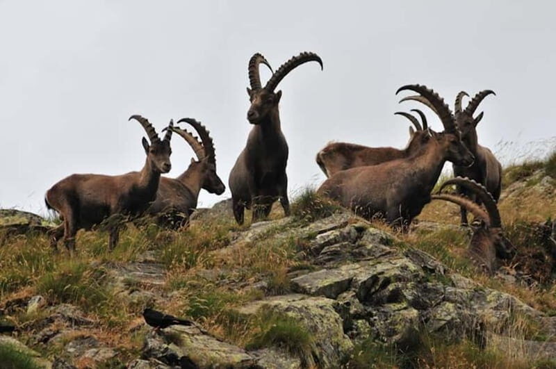 VENICE : DISCOVER WILD ANIMALS IN THE DOLOMITES - The Itinerary: What to Expect from Dawn to Dusk