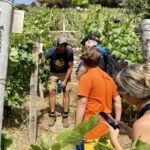 Vernazza: Panoramic Vineyard Trekking Tour w/ Wine Tasting - The Vineyard: Eroico Vineyards and Their Charm